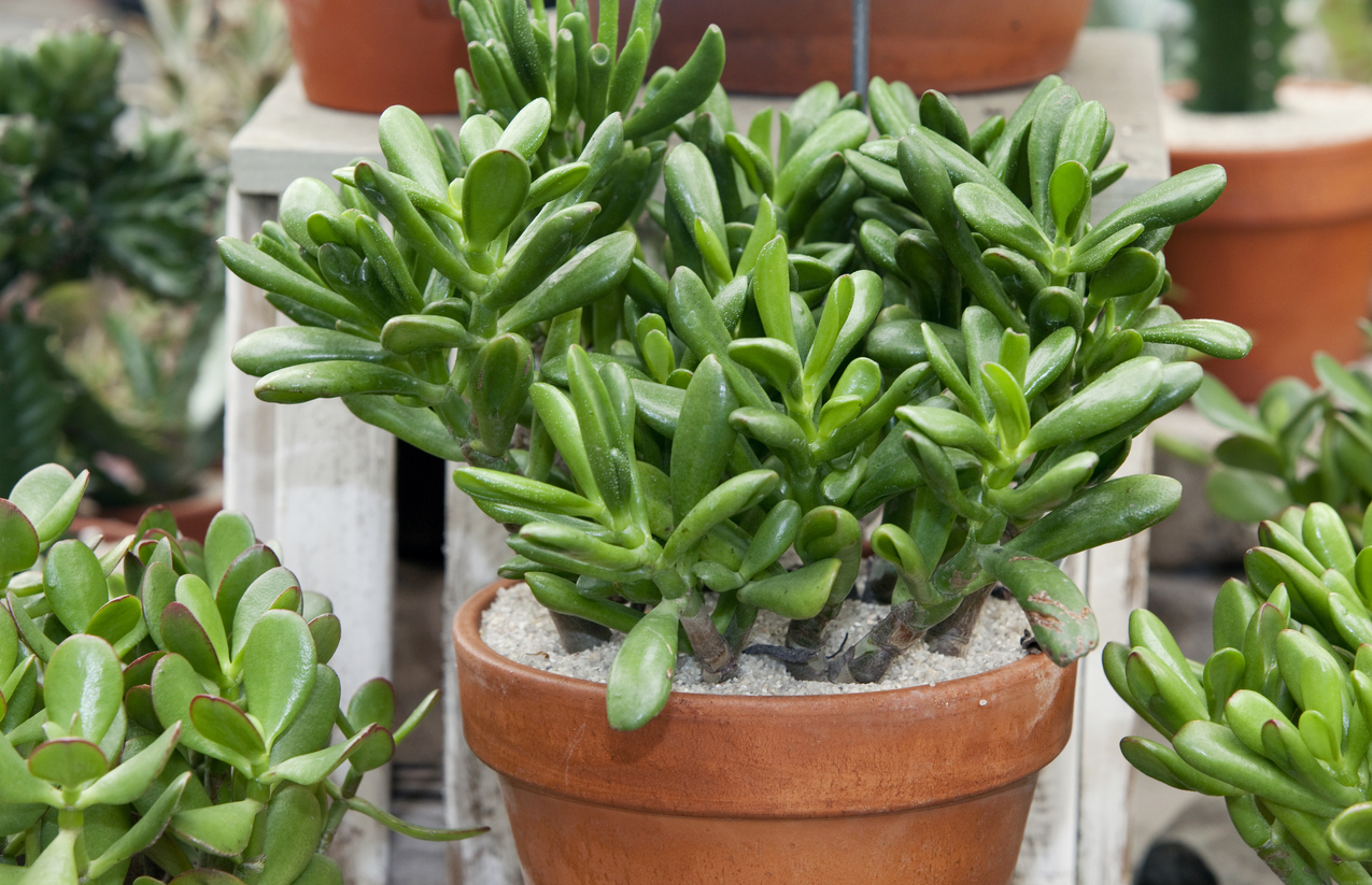 Le 15 piante da interno super-resistenti! Prima Parte | Fito