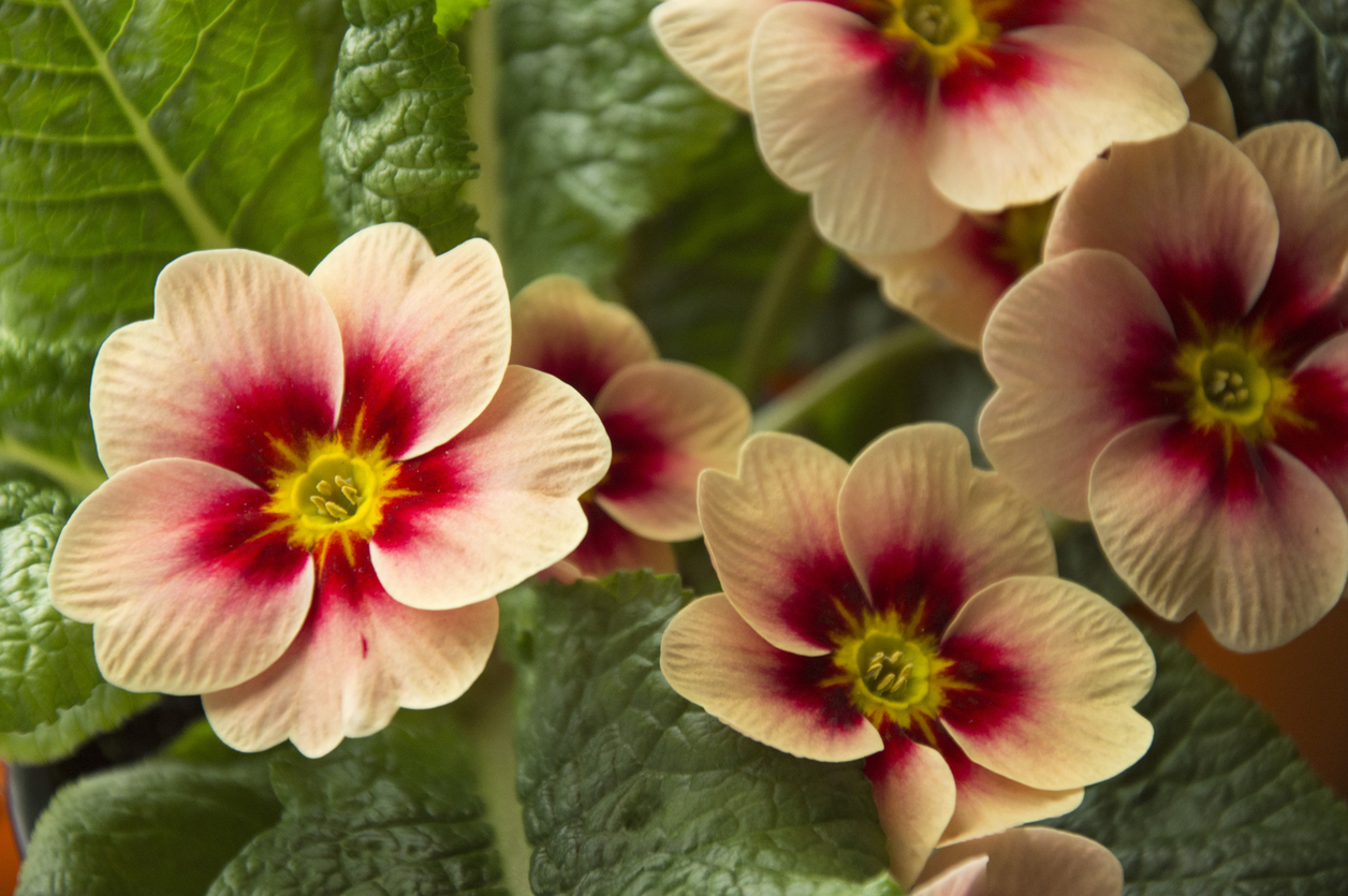 Primula fiore invernale | Fito