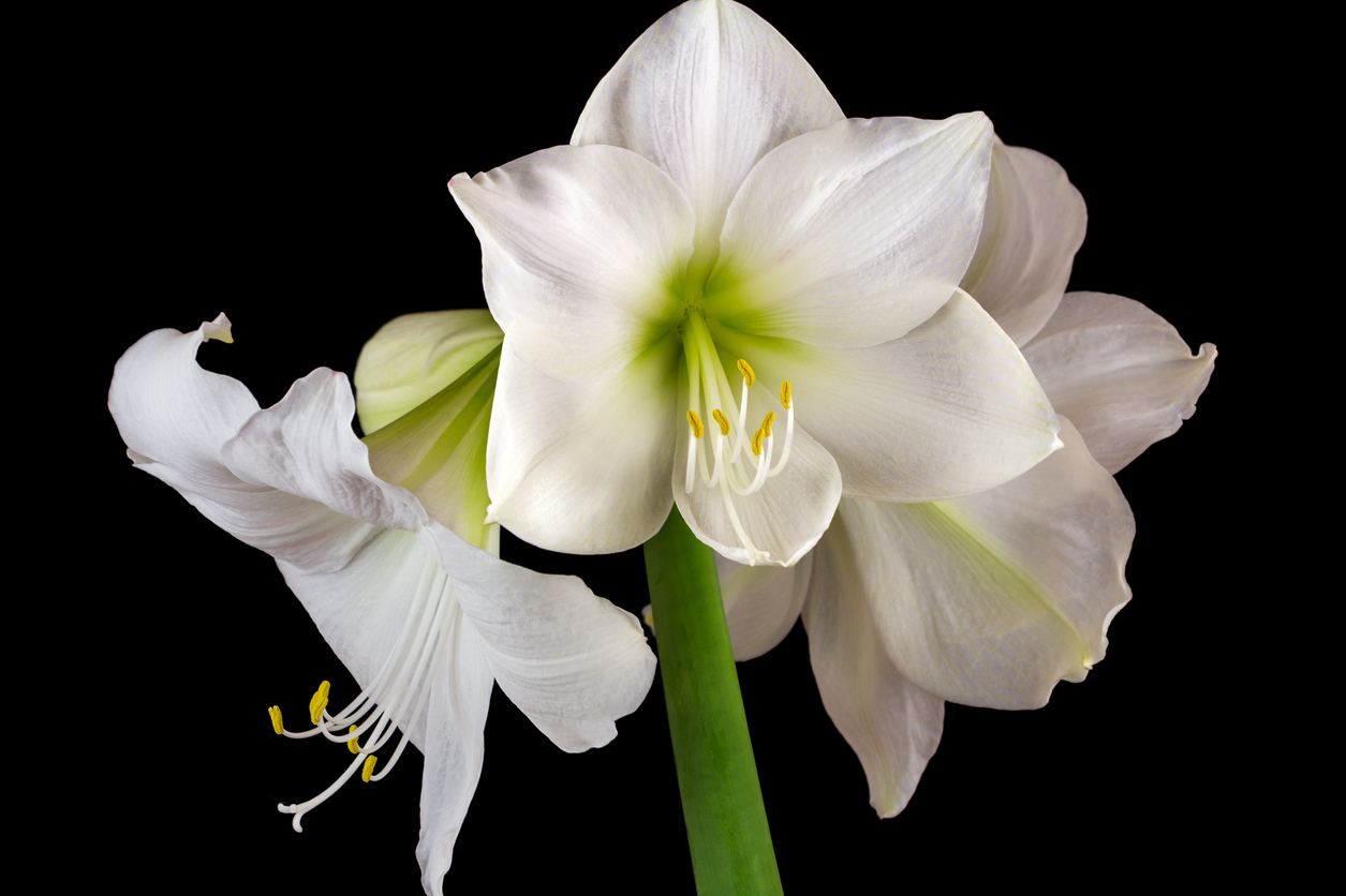 White amaryllis flower | Fito