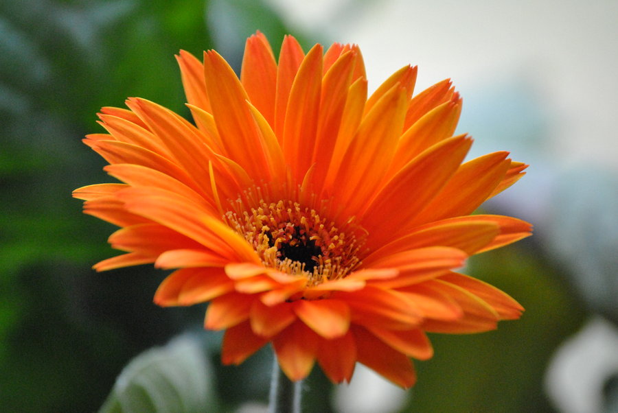 gerbera fiore | Fito