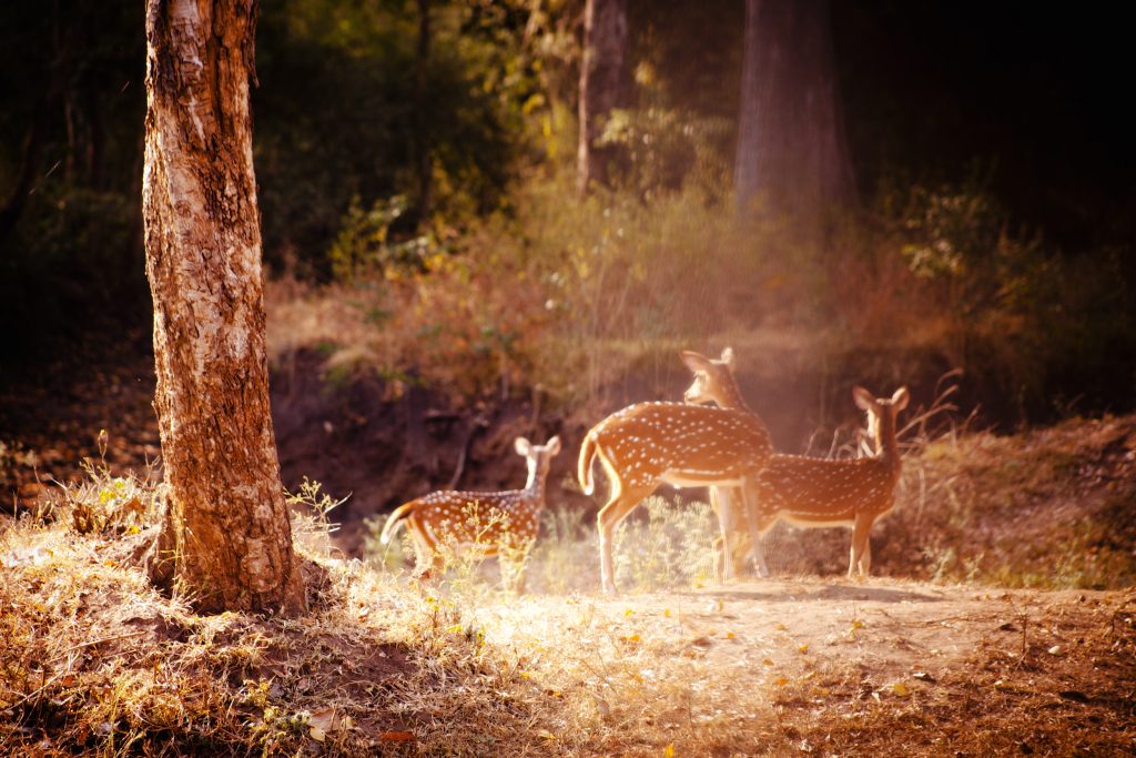 27 Meraviglie autunnali | Fito