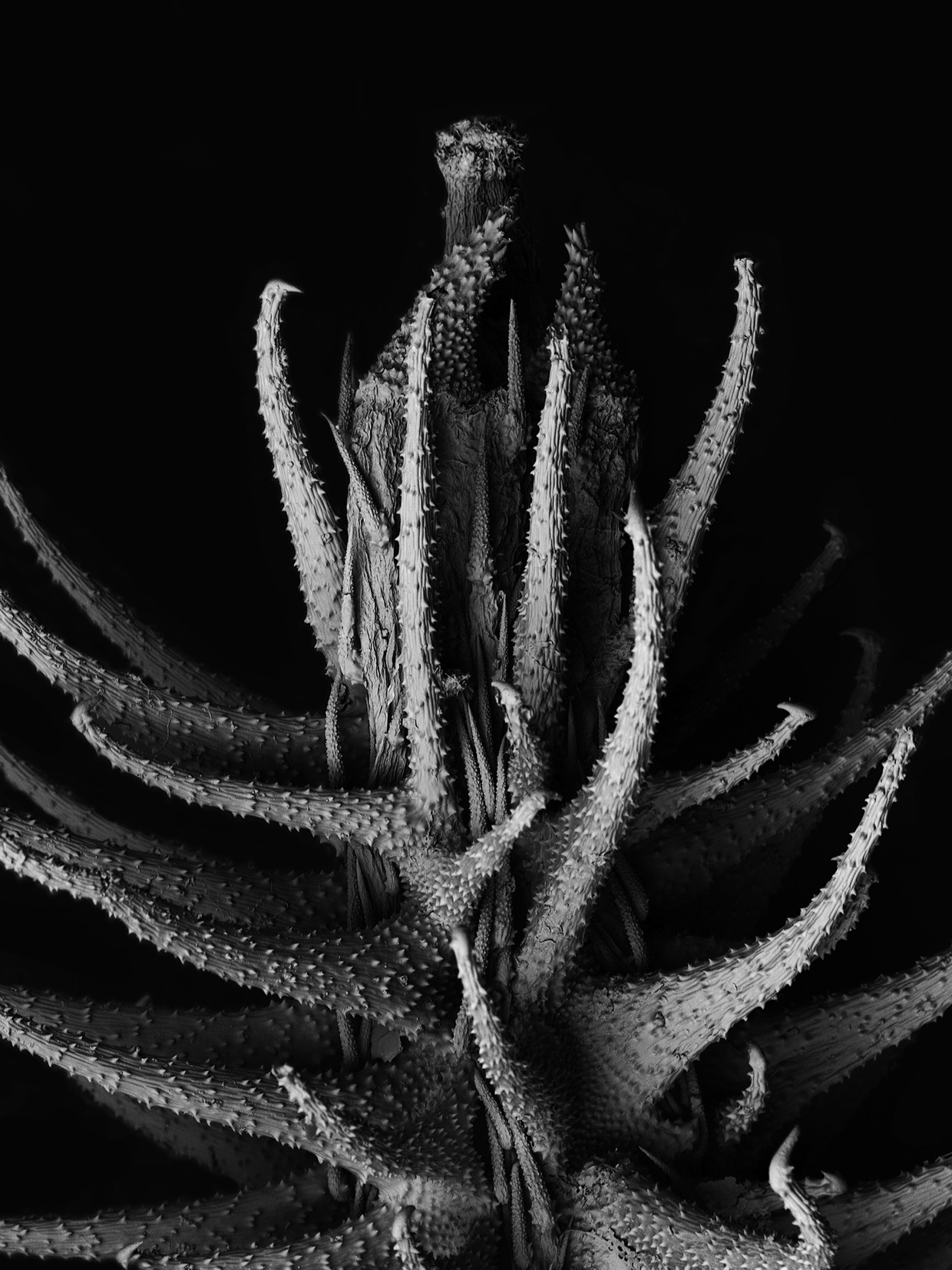 Matsuura Tomoya, Withered plant, “Torilis scabra” — larghezza dell ...