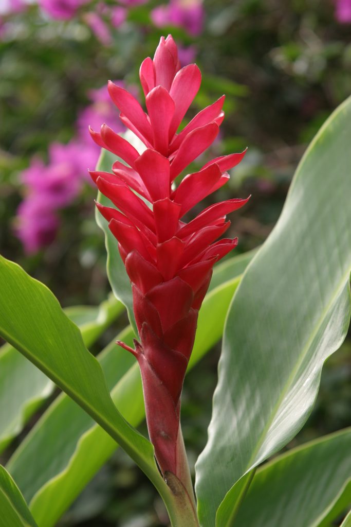 Coltivare lo zenzero a casa: ecco come fare | Fito