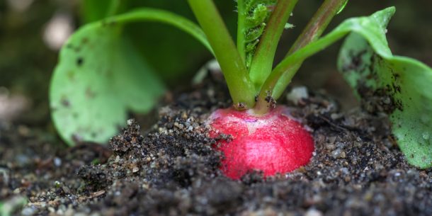 La semina dei ravanelli in vaso: 4 consigli pratici | Fito