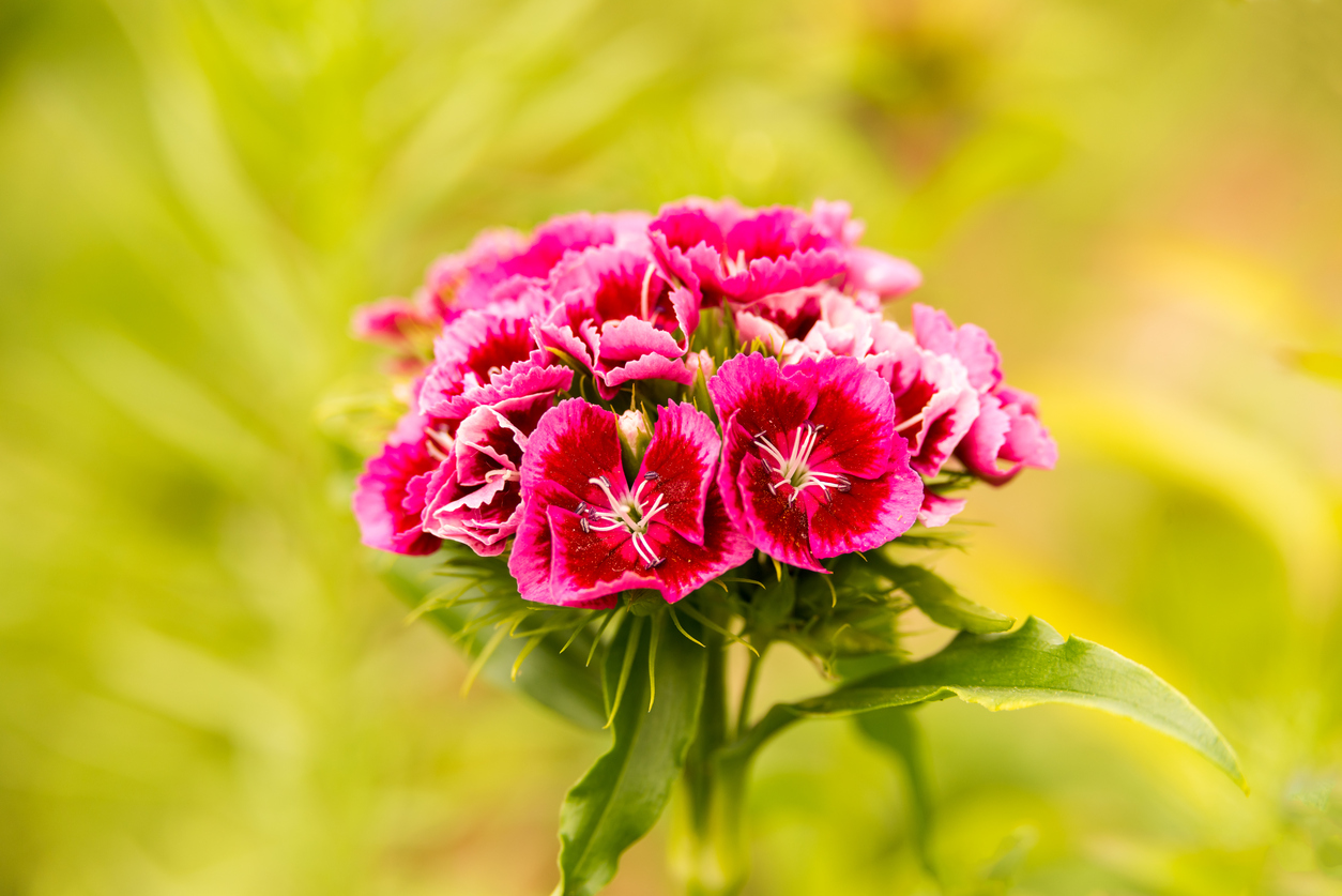 La coltivazione del garofano in poche semplici mosse | Fito