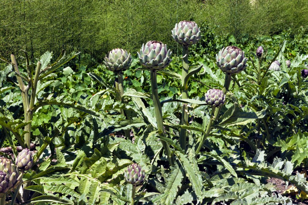 Come coltivare i carciofi? | Fito