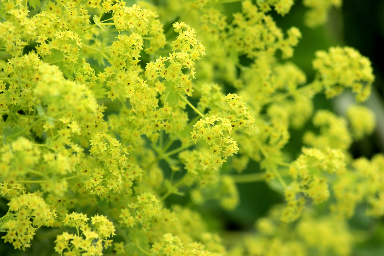 9 Piante da ombra per il giardino | Fito