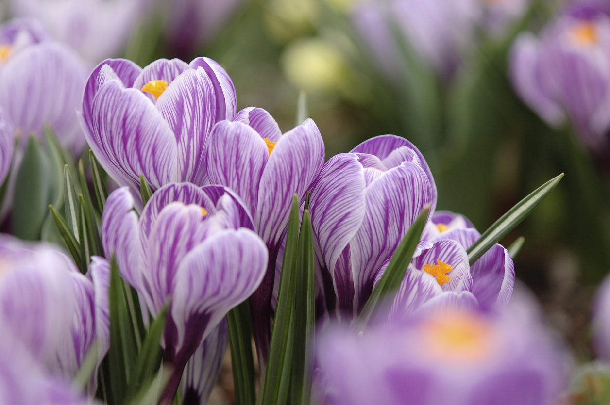 I 5 Fiori di primavera da piantare a marzo! | Fito