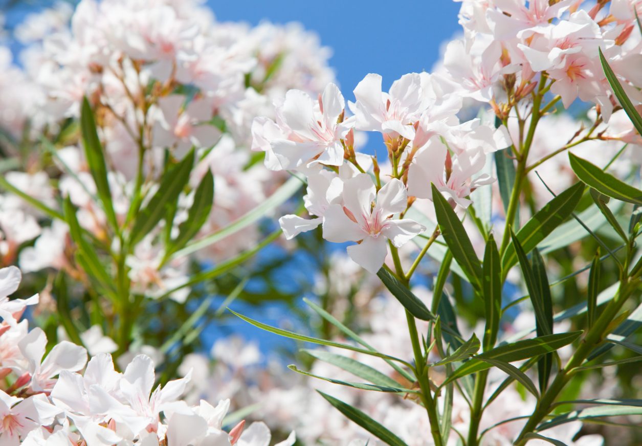 Le 15 piante da interno super-resistenti! Seconda parte | Fito