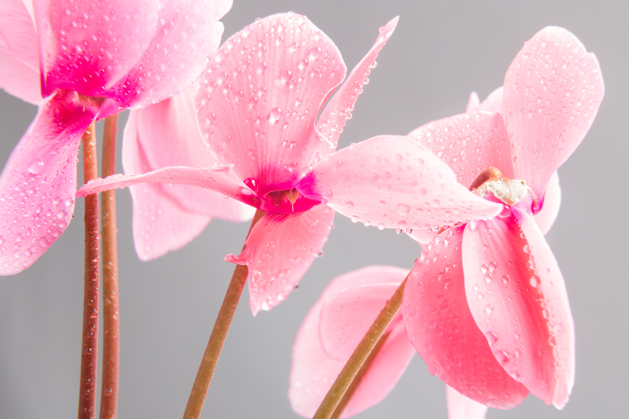 Il ciclamino: come coltivarlo e curarlo? | Fito