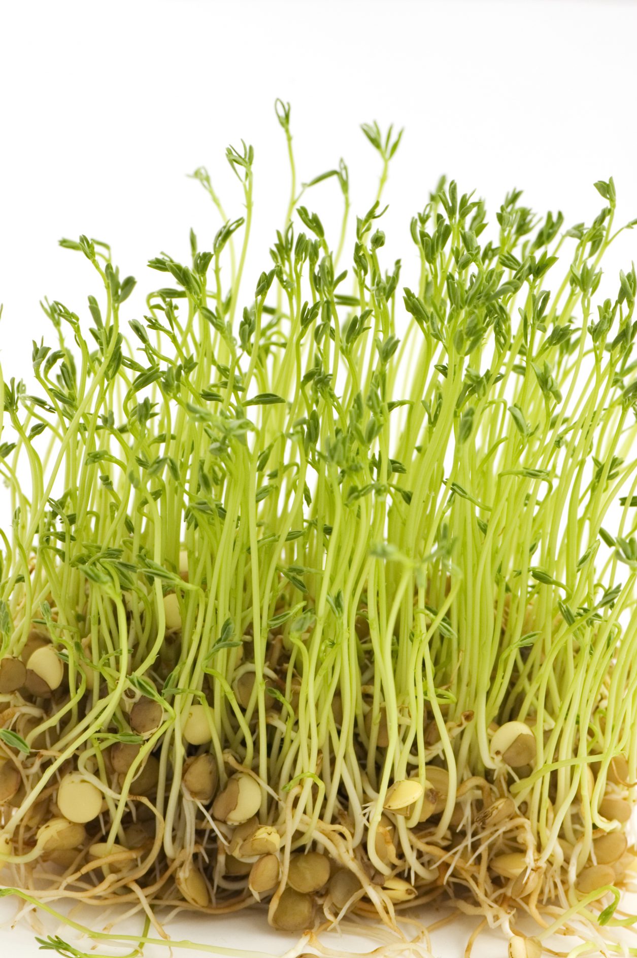 Come coltivare le lenticchie in casa? | Fito