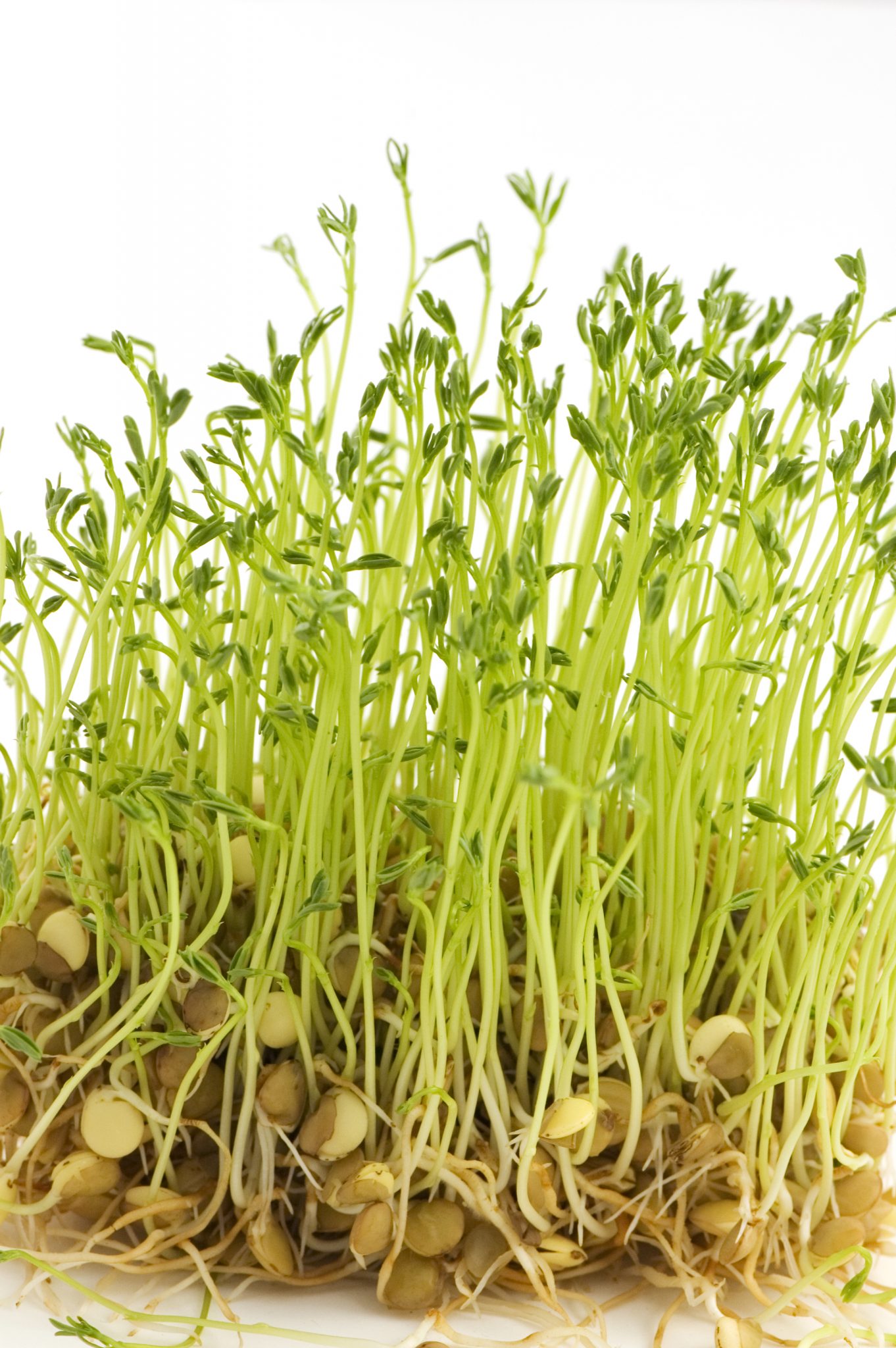 Come coltivare le lenticchie in casa? | Fito