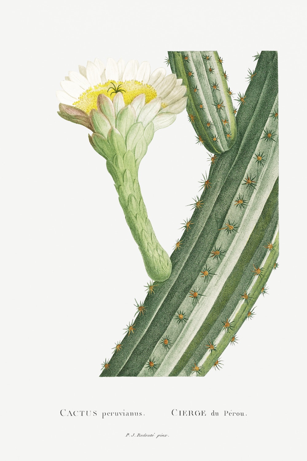 Le illustrazioni botaniche di Redouté | Fito