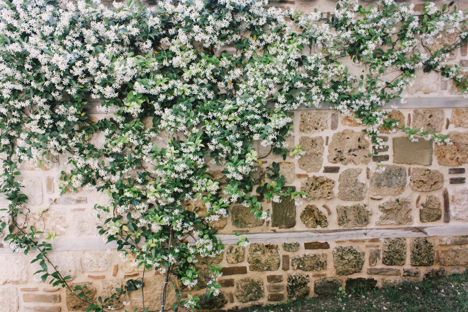 10 Piante rampicanti con fiori | Fito