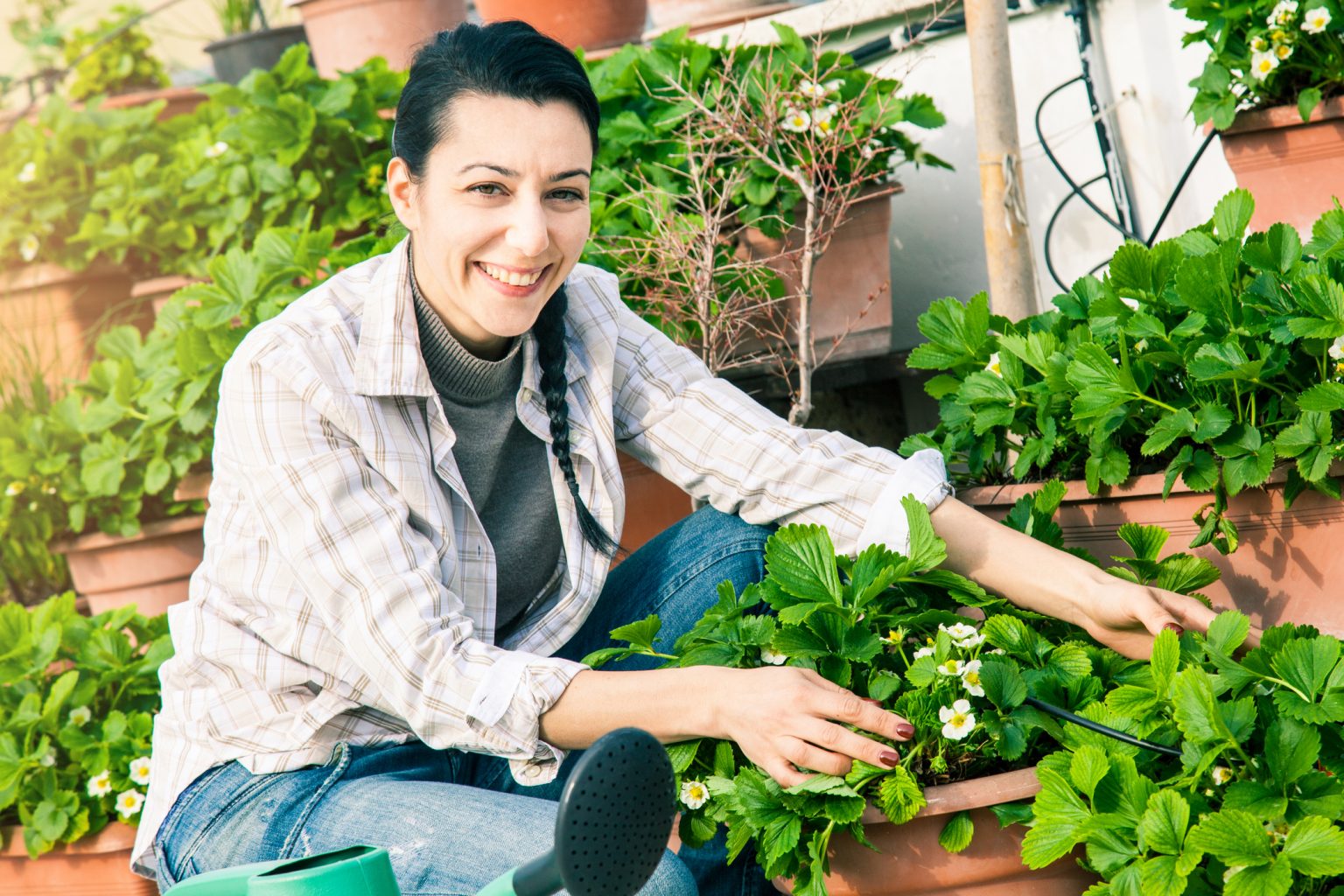 Tutto sulla coltivazione delle fragole rampicanti | Fito