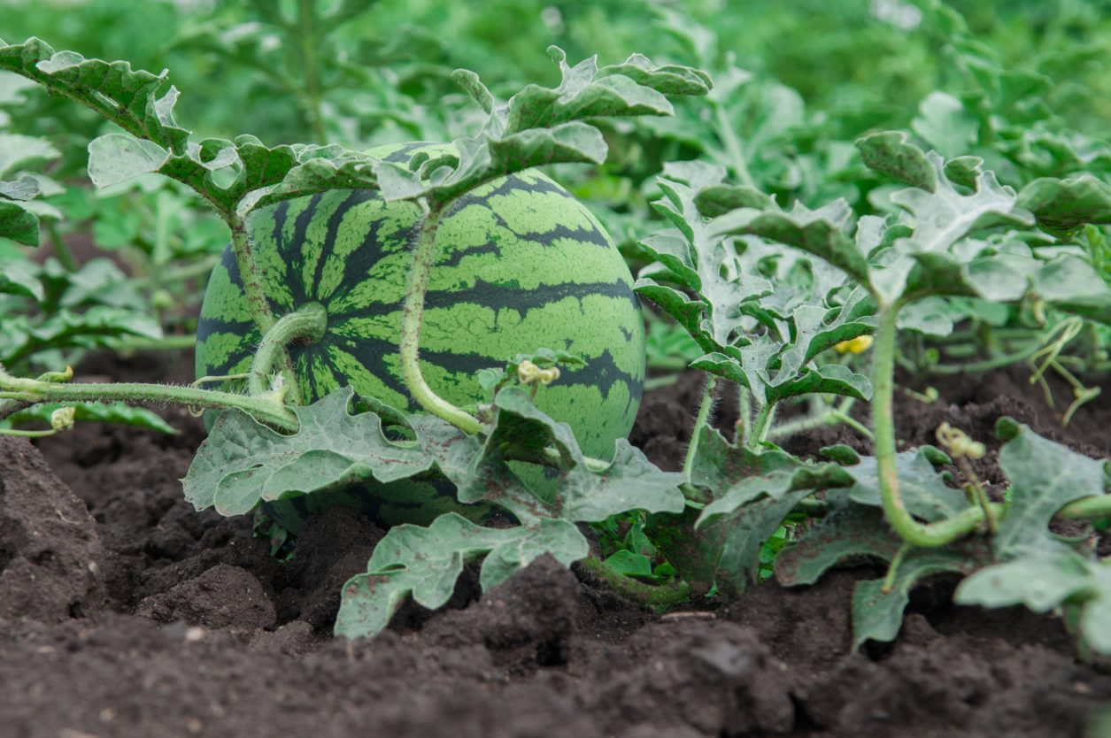 Come coltivare l’Anguria? | Fito