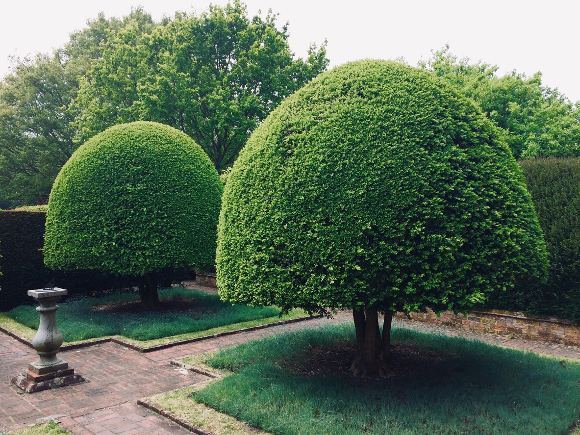 A colour photograph of two domed topiary box trees. | Fito