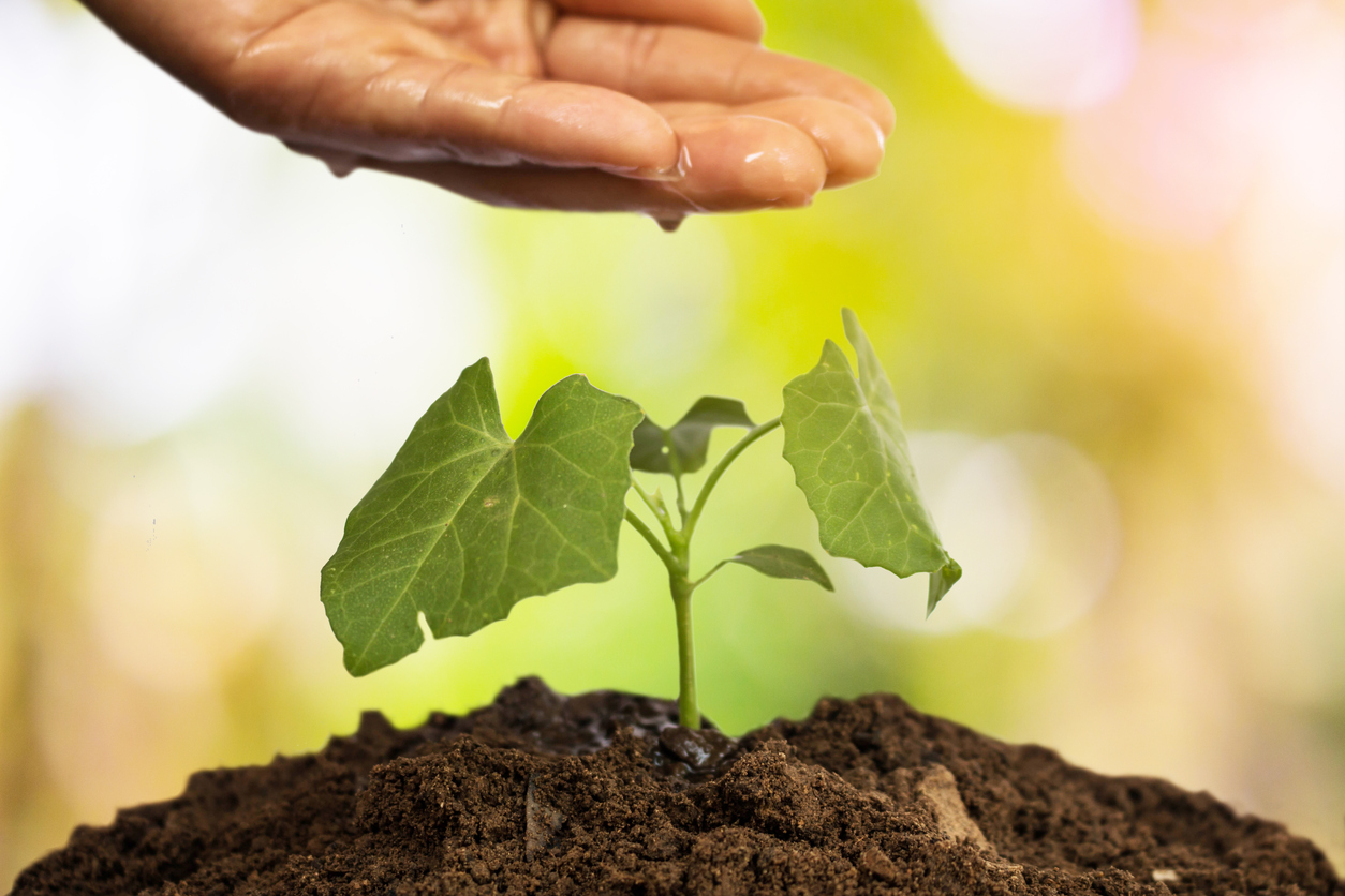 3 Consigli su come fare una Talea | Fito