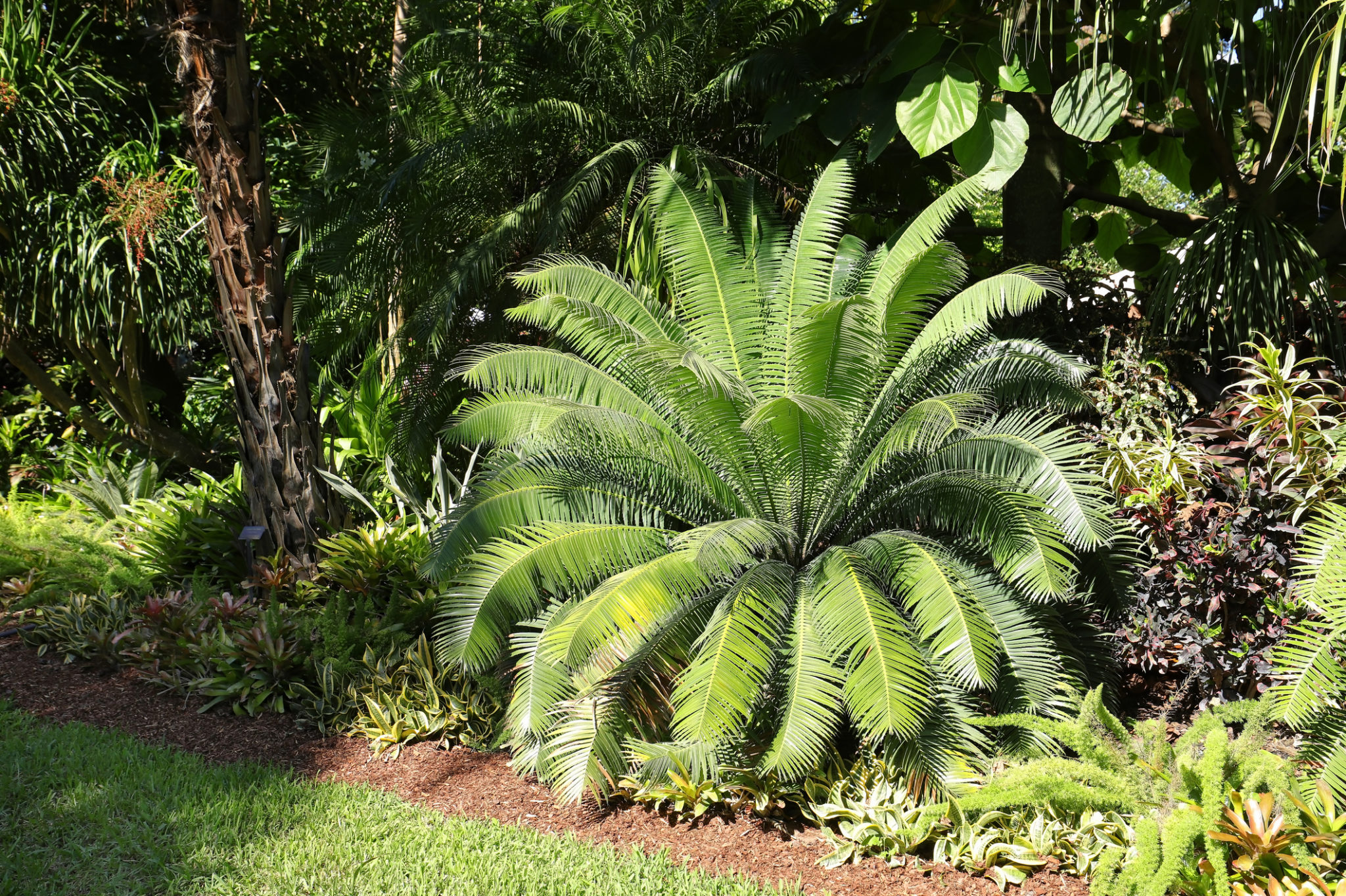 Cycas la pianta: coltivazione e cura ideale | Fito