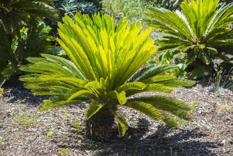 Cycas la pianta: coltivazione e cura ideale | Fito