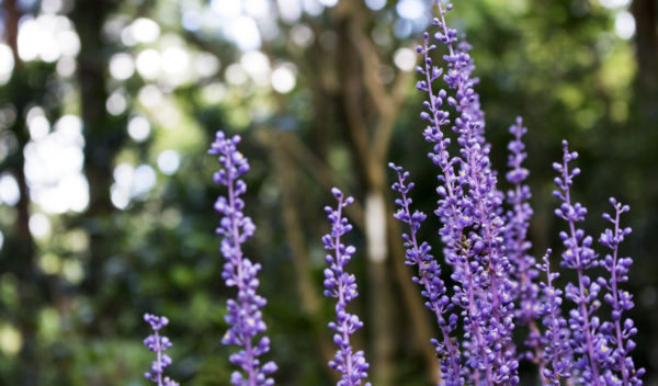 27 Meraviglie autunnali | Fito