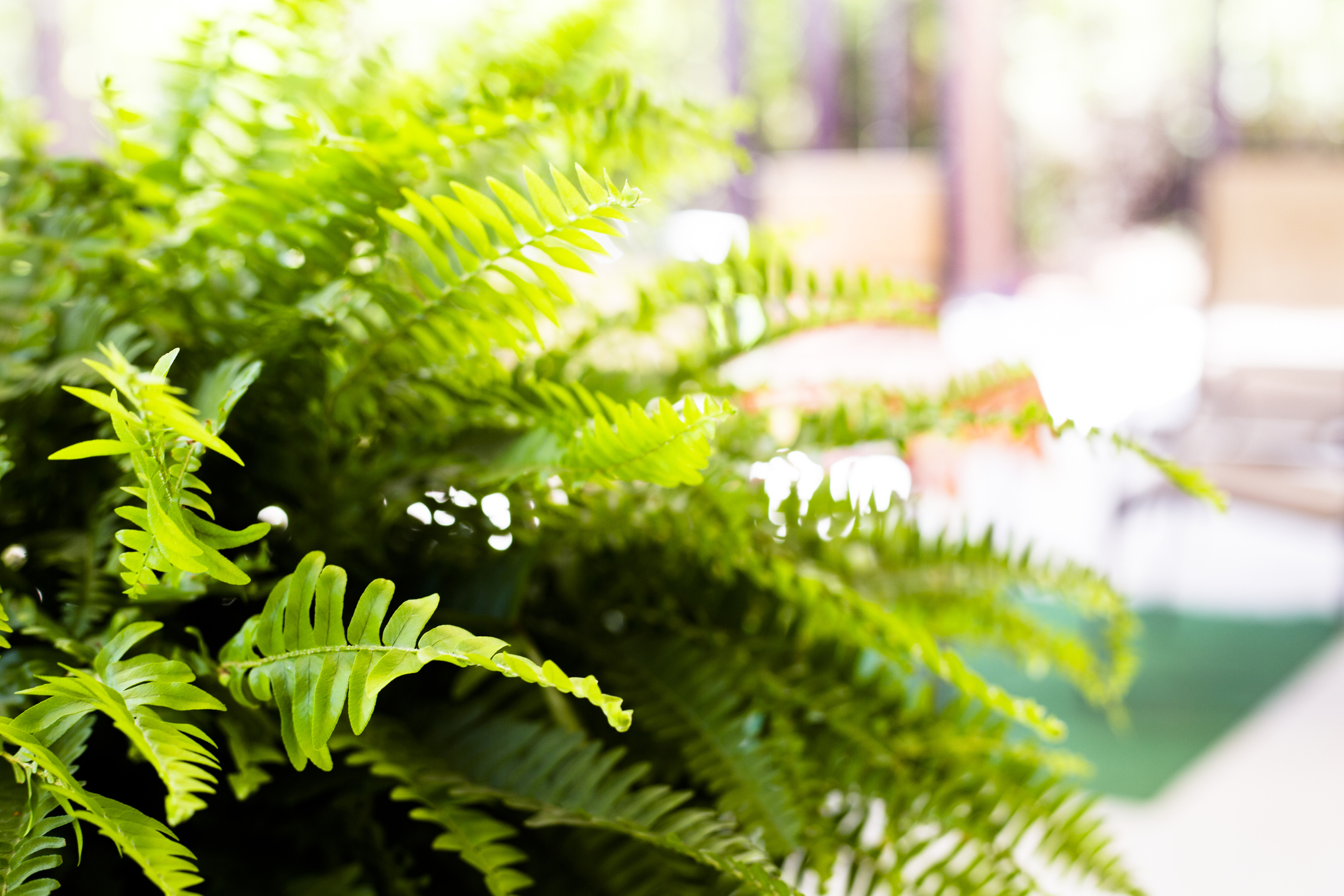 Felce di Boston pianta da appartamento | Fito