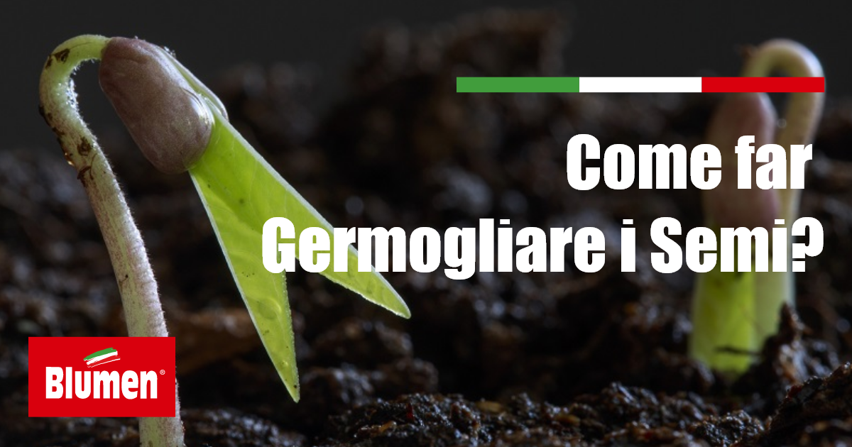 Come far germogliare i semi? Guida per principianti | Fito
