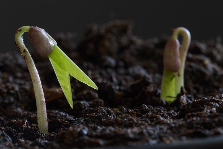 Come far germogliare i semi? Guida per principianti | Fito