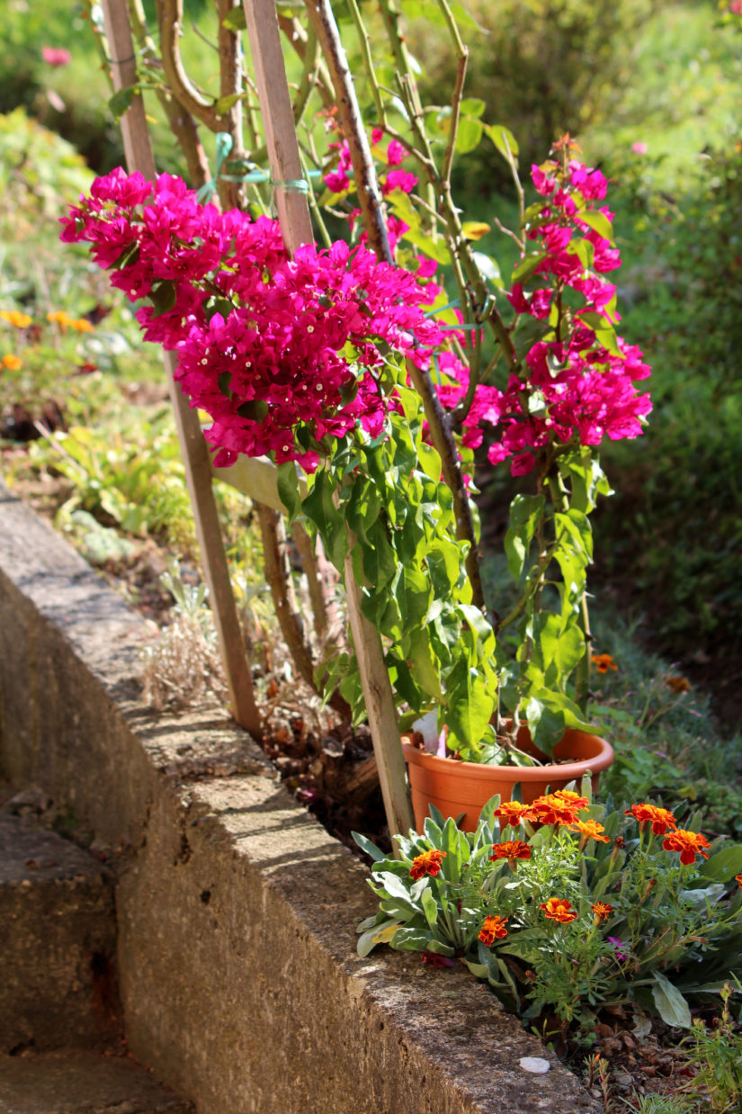 Come curare la Bouganville? | Fito