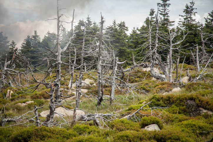 Le piogge acide: cosa sono e le loro conseguenze
