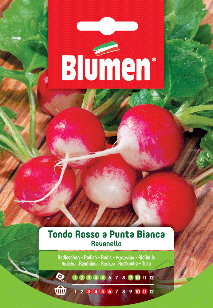 Ravanello rosso punta bianca coltivazione e cura | Fito