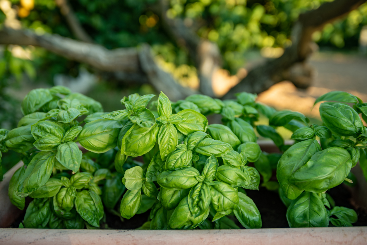 Fresh Basil plant | Fito