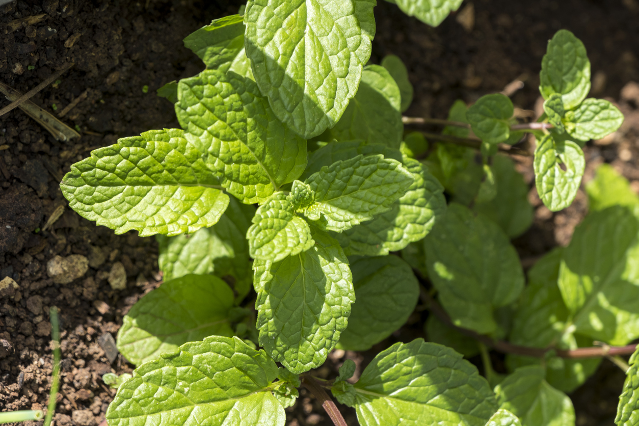 Peppermint plant in a garden | Fito
